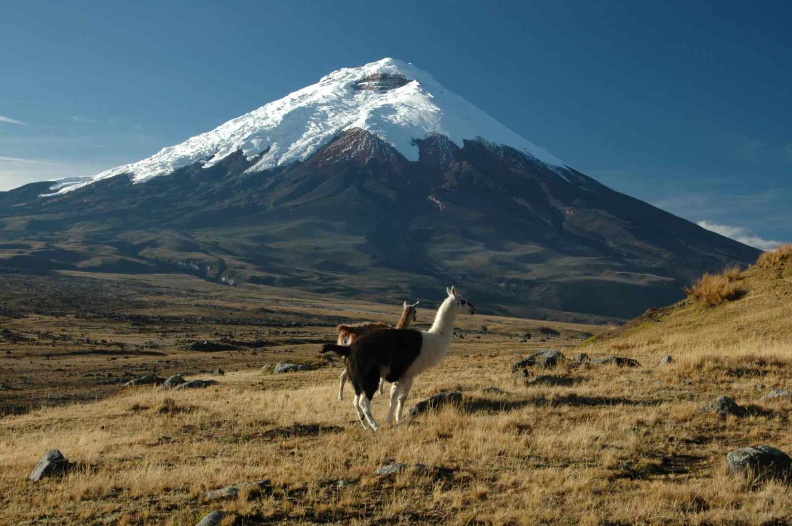 The Equatorial Bulge | Tarnmoor