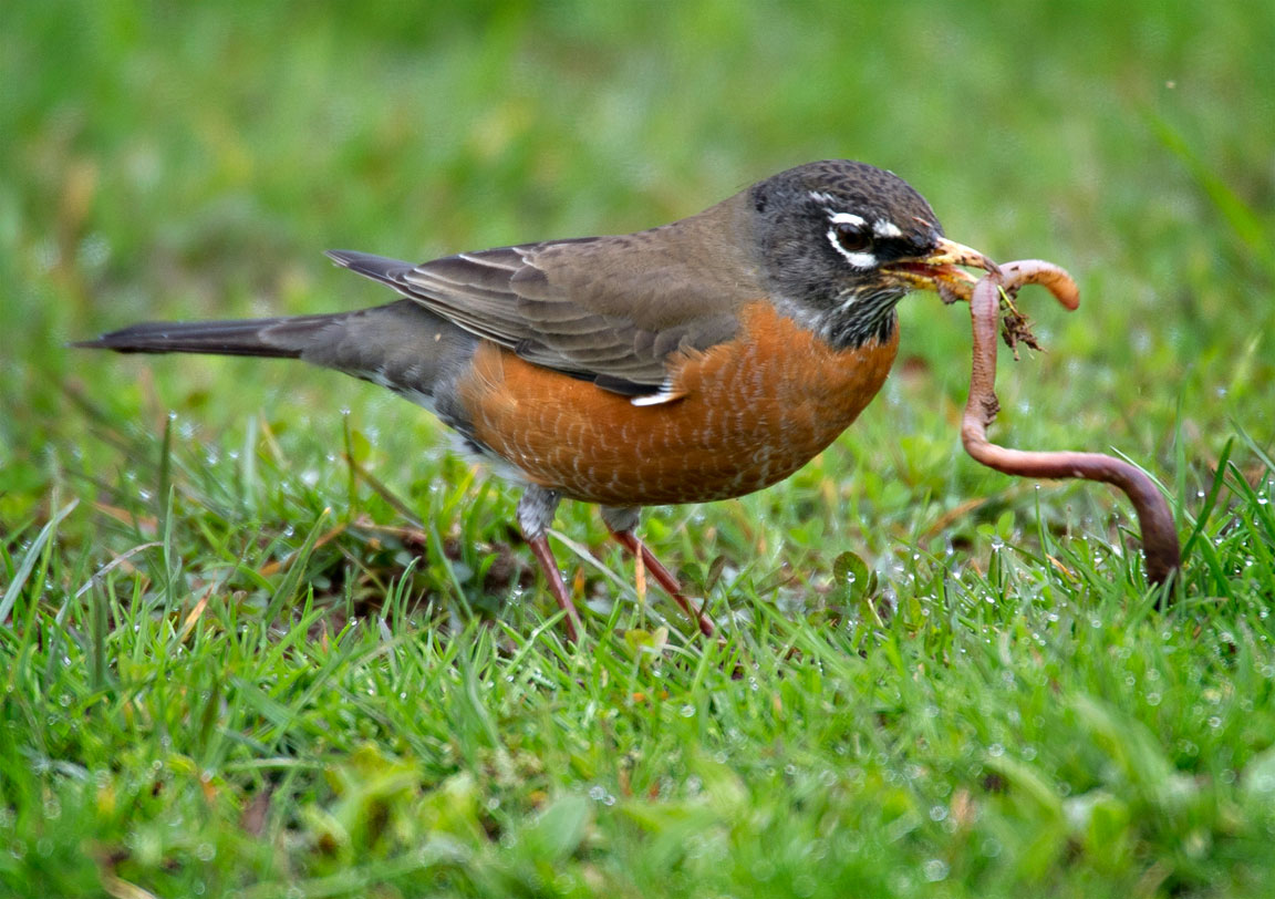 “A Bird Came Down the Walk” | Tarnmoor