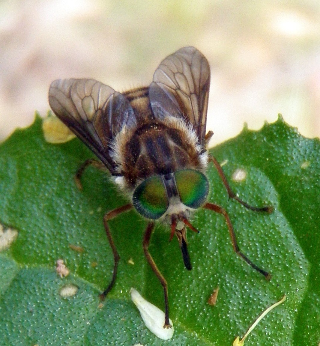 The Australian Fly | Tarnmoor