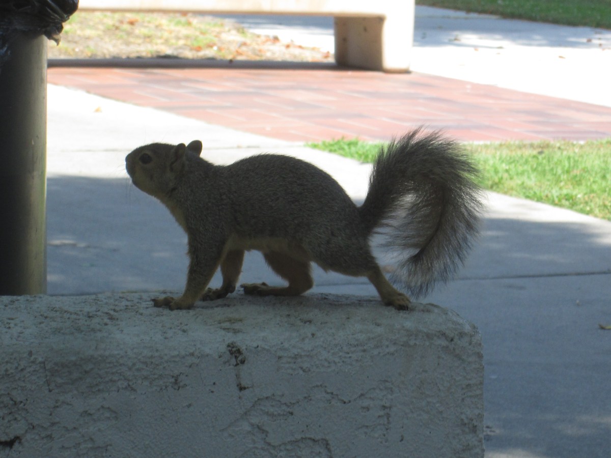 Chacing [Sic] Comfort | Tarnmoor