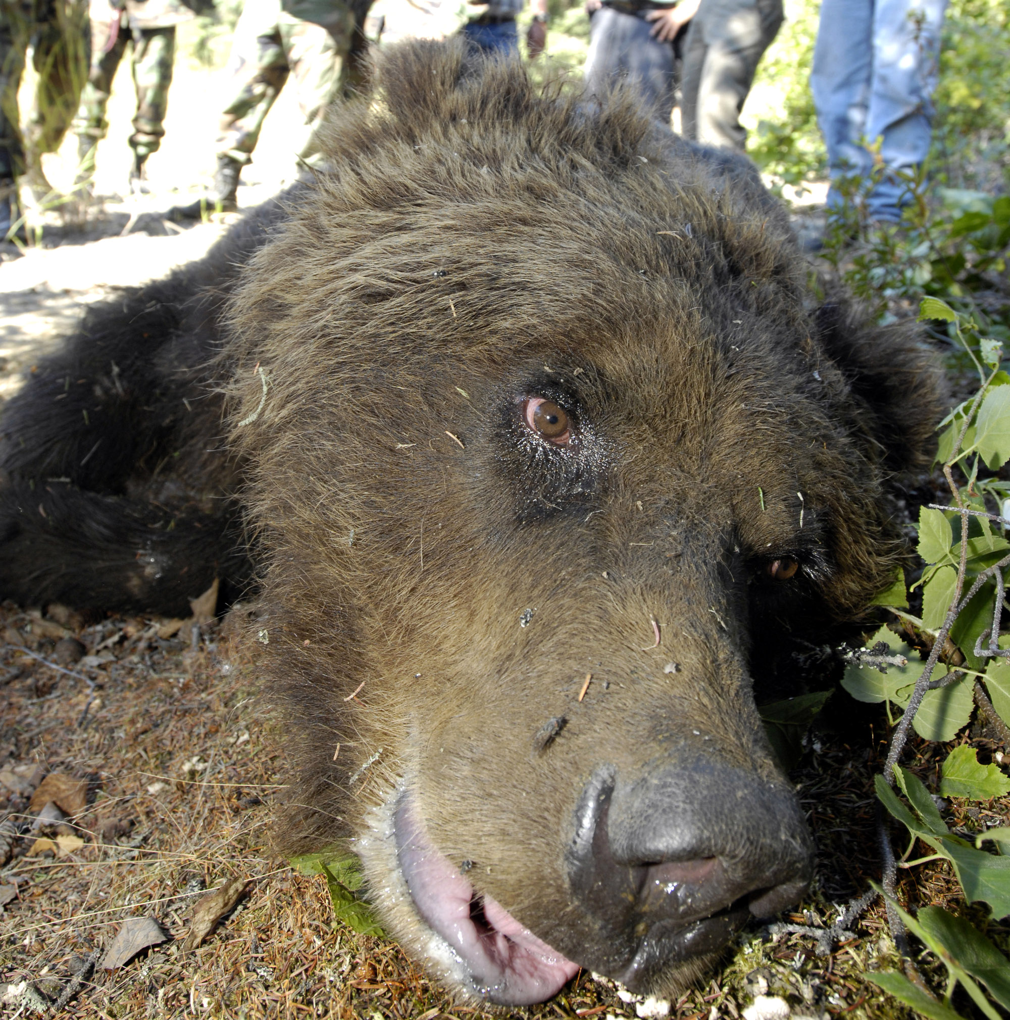 Tarnmoor | Feuilletons & Causeries on a Variety of Subjects