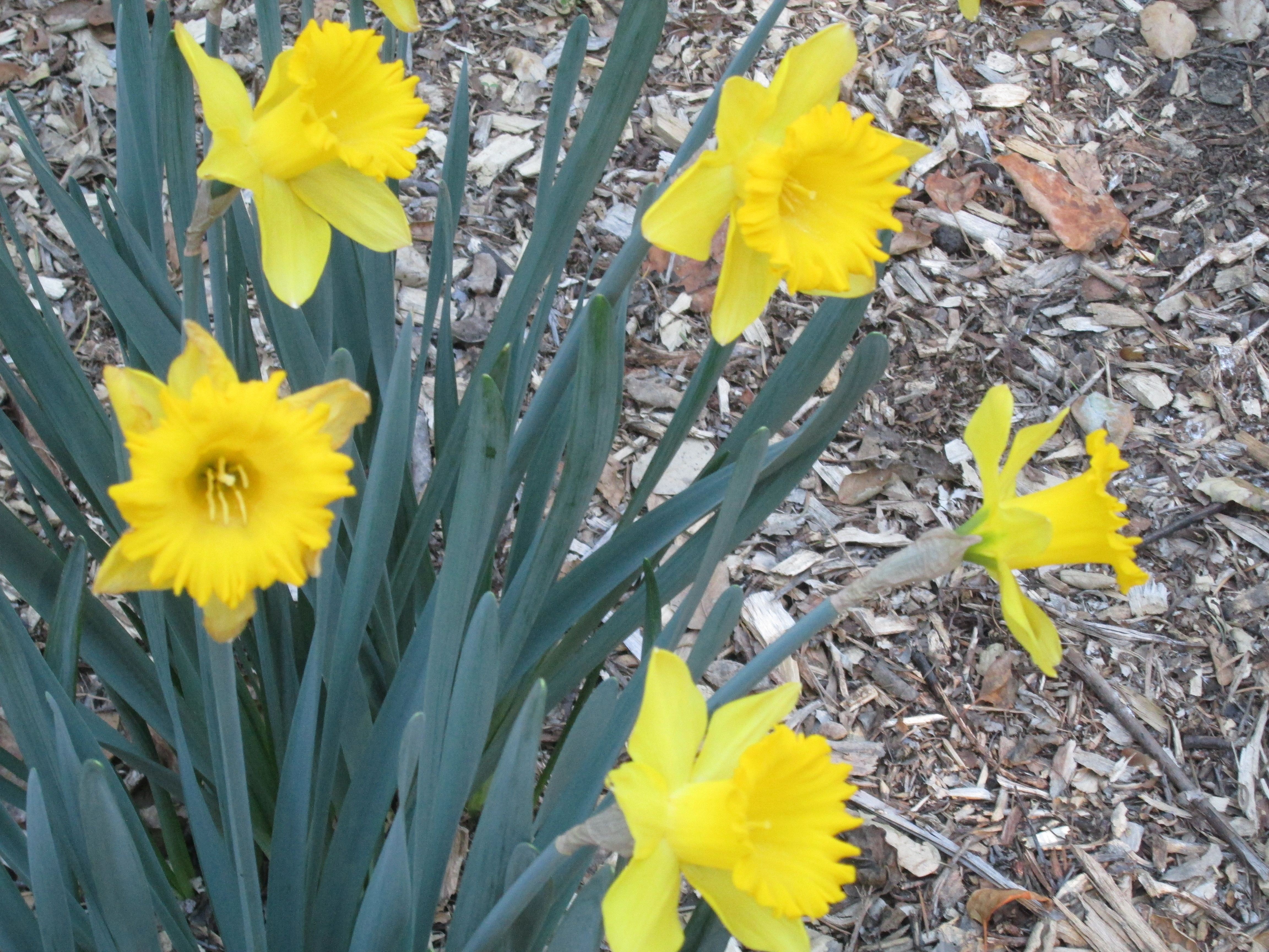 Daffodils: Then and Now | Tarnmoor